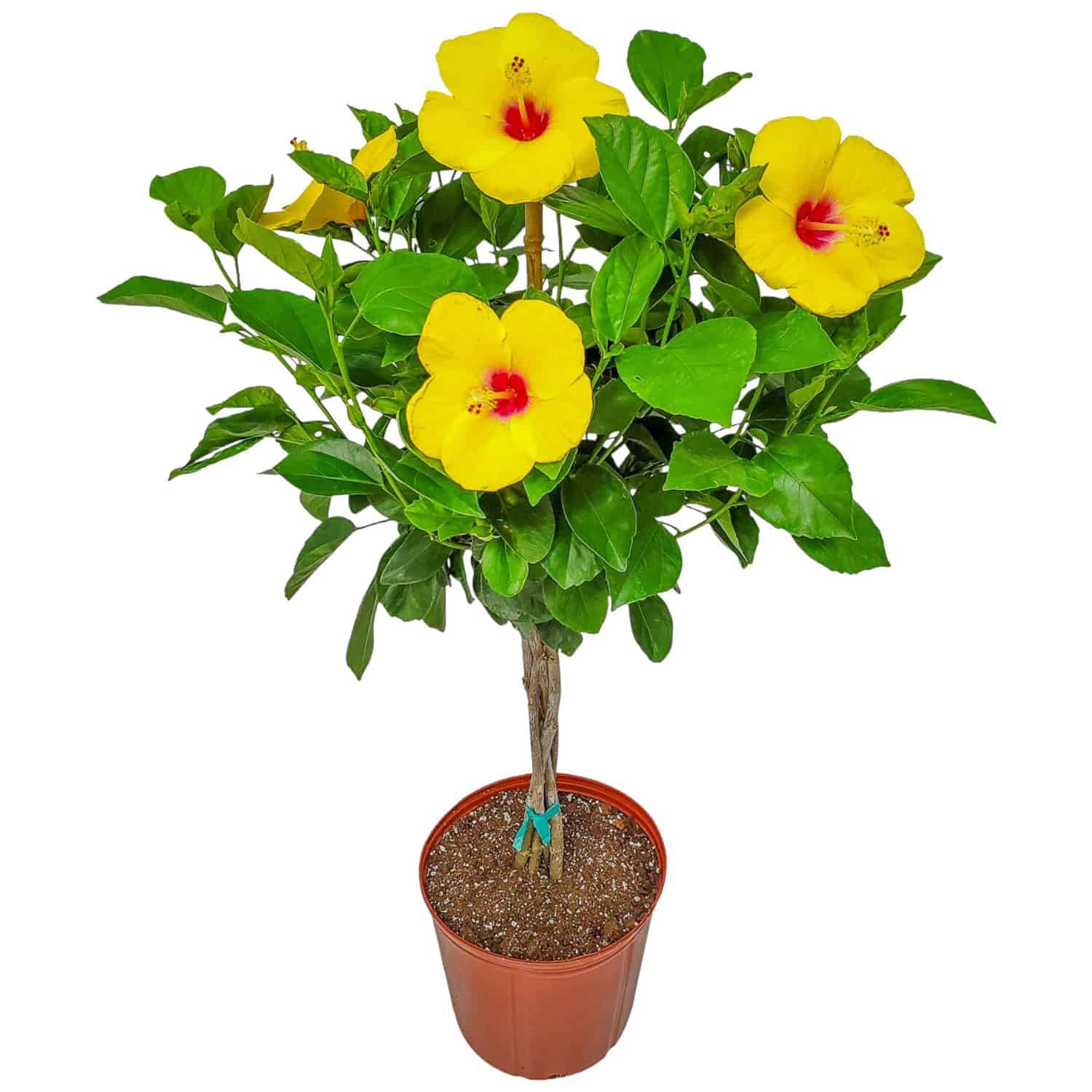 Yoder Yellow Hibiscus Tree for Sale | Buy Braided Hibiscus Trees (3 Gallon) – Tropical Plants of ...