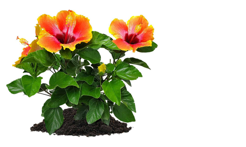 Orange Mandevilla Vine for Sale | Buy Orange Fired Up Mandevilla (1 & 3 ...