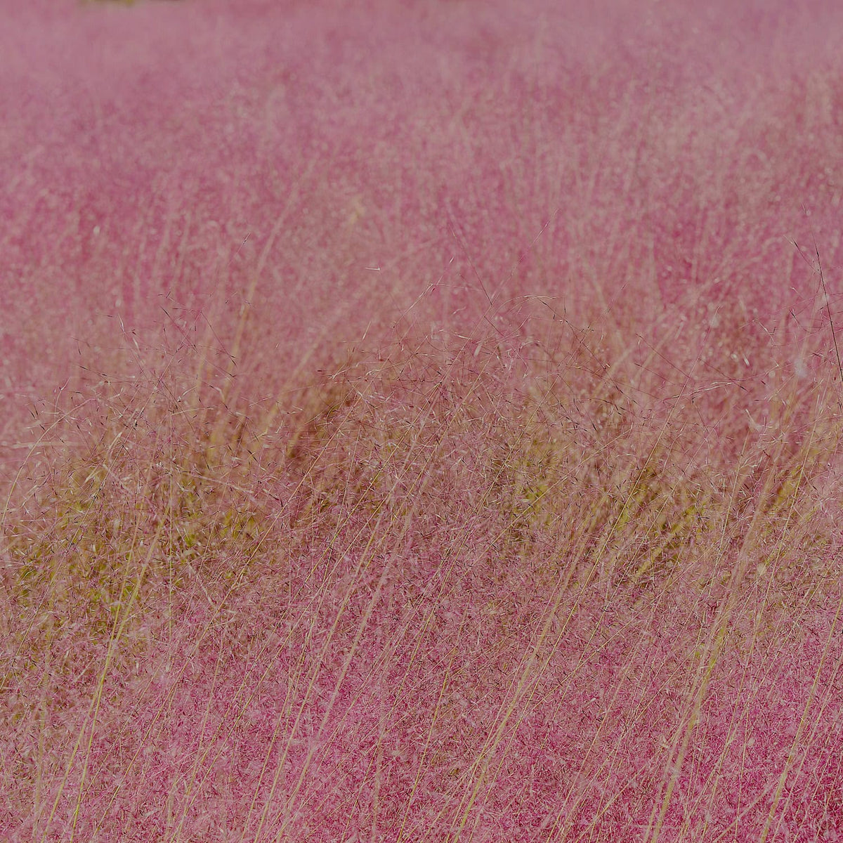 Tropical Plants of Florida