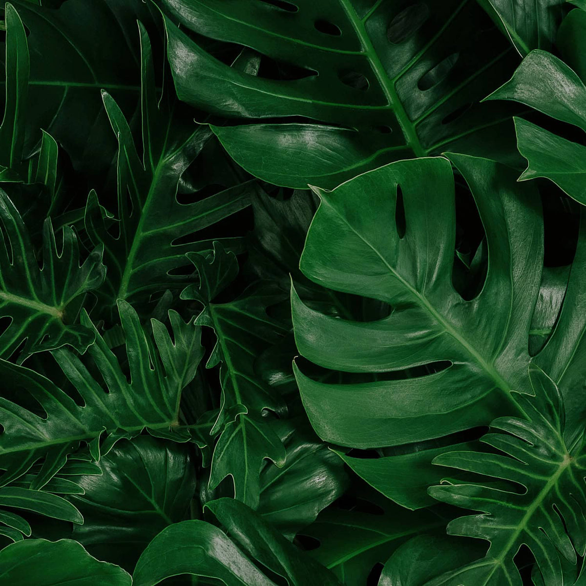 Tropical Plants of Florida
