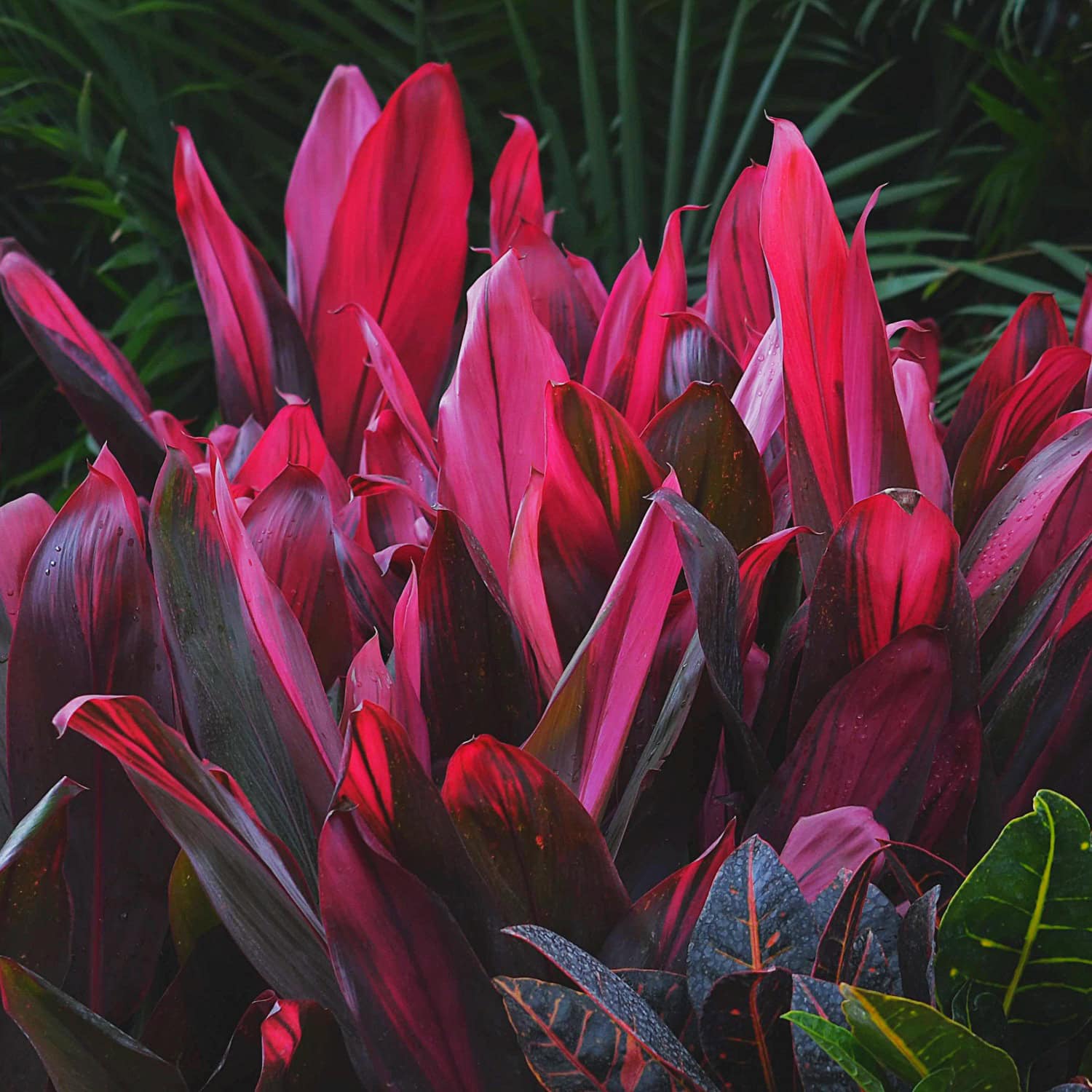 Pink Plants for Sale | Tropical Pink Flowers – Tropical Plants of Florida