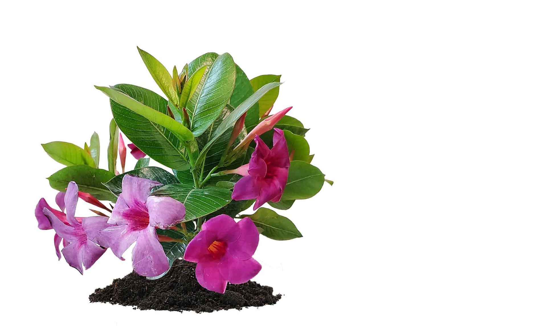 Orange Mandevilla Vine for Sale | Buy Orange Fired Up Mandevilla (1 & 3 ...
