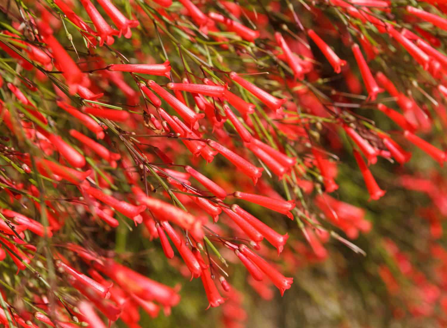Firecracker Bush Plants for Sale | Red & Yellow Firecracker Plants ...