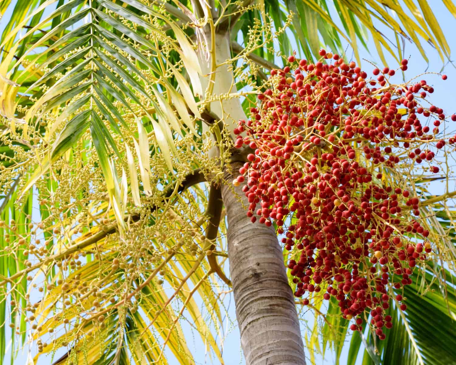 Florida Palm Trees for Sale | Tropical & Cold Hardy Palms – Tropical ...
