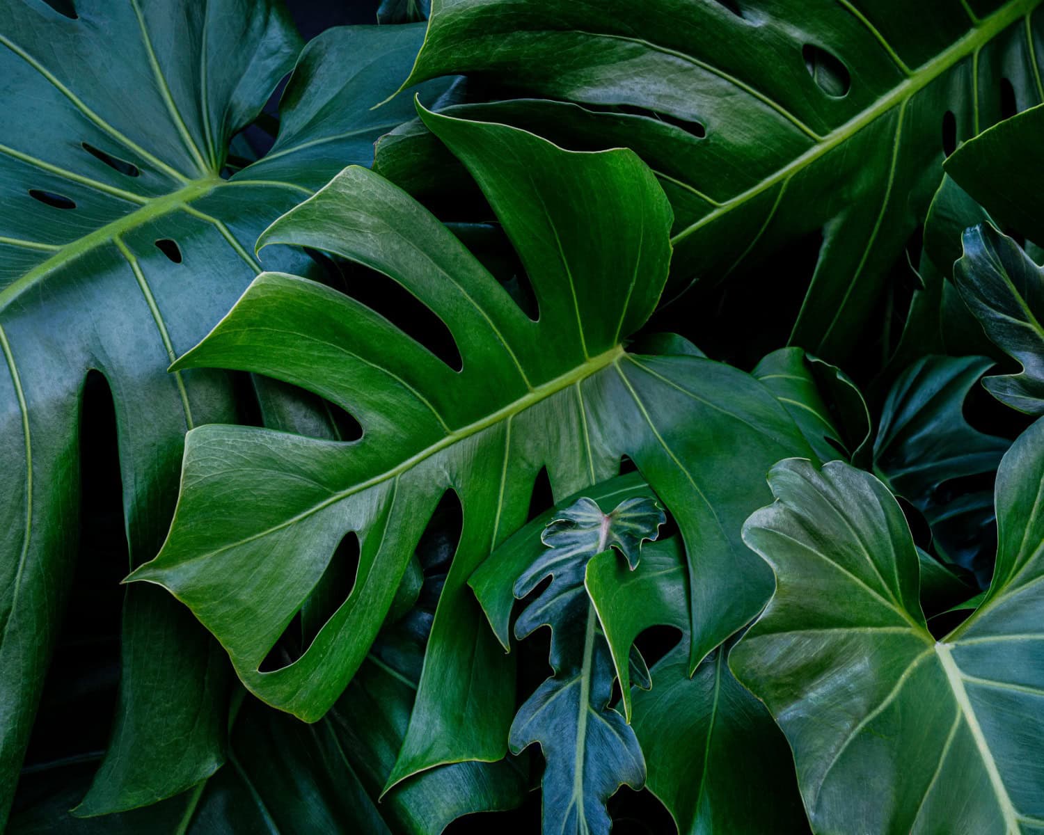 Monstera Plants for Sale | Monstera Deliciosa & Thai Constellation ...