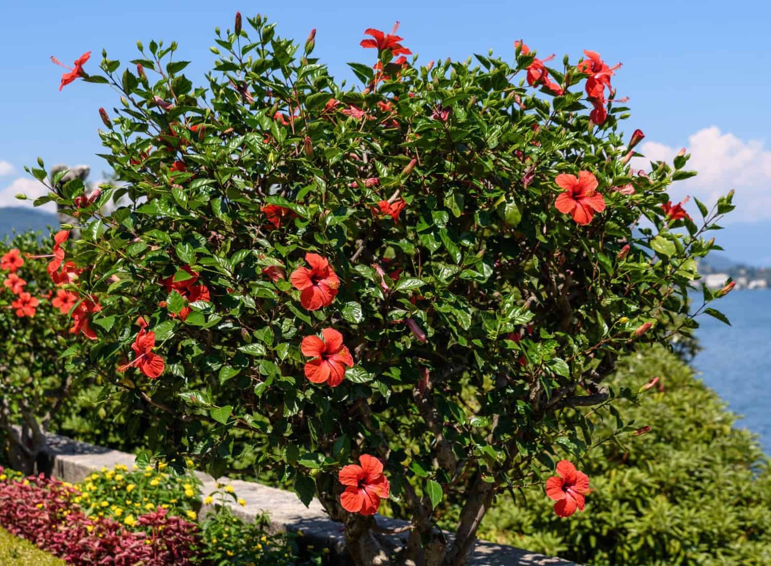 Hibiscus Trees for Sale | Buy Tropical Hibiscus Trees Online – Tropical ...