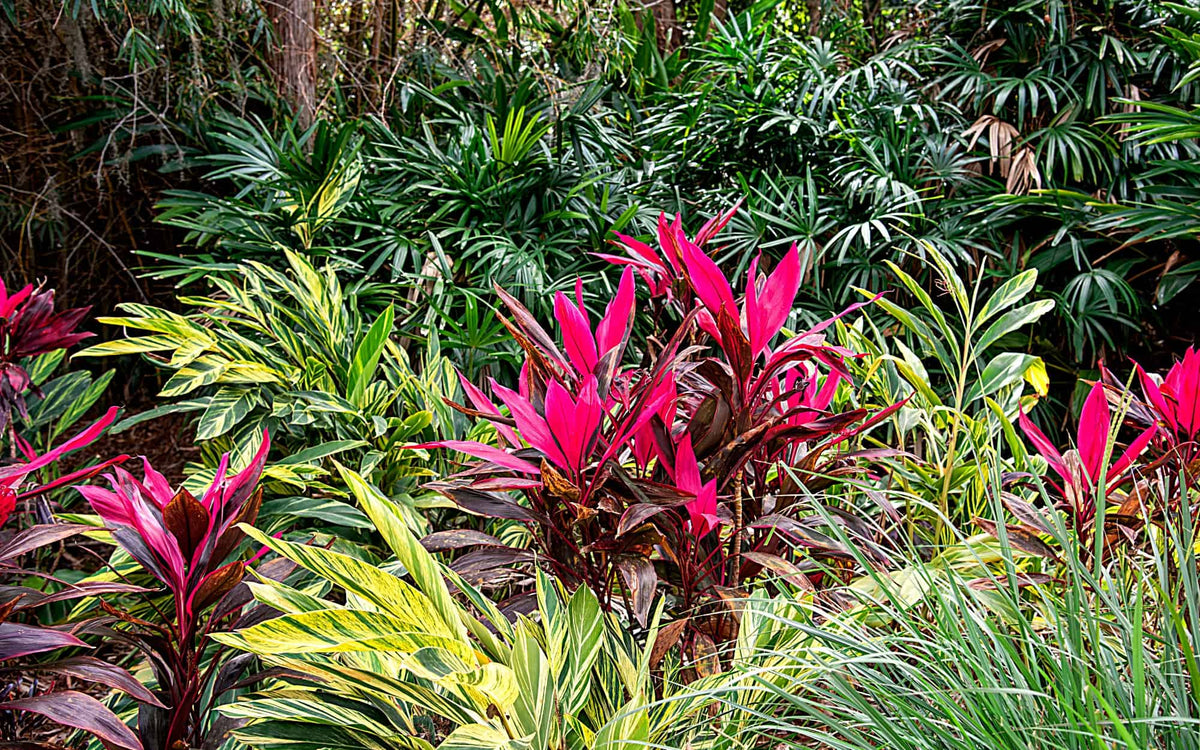 Partial Sun Plants | Best Plants for Partial Shade & Mixed Sunlight ...