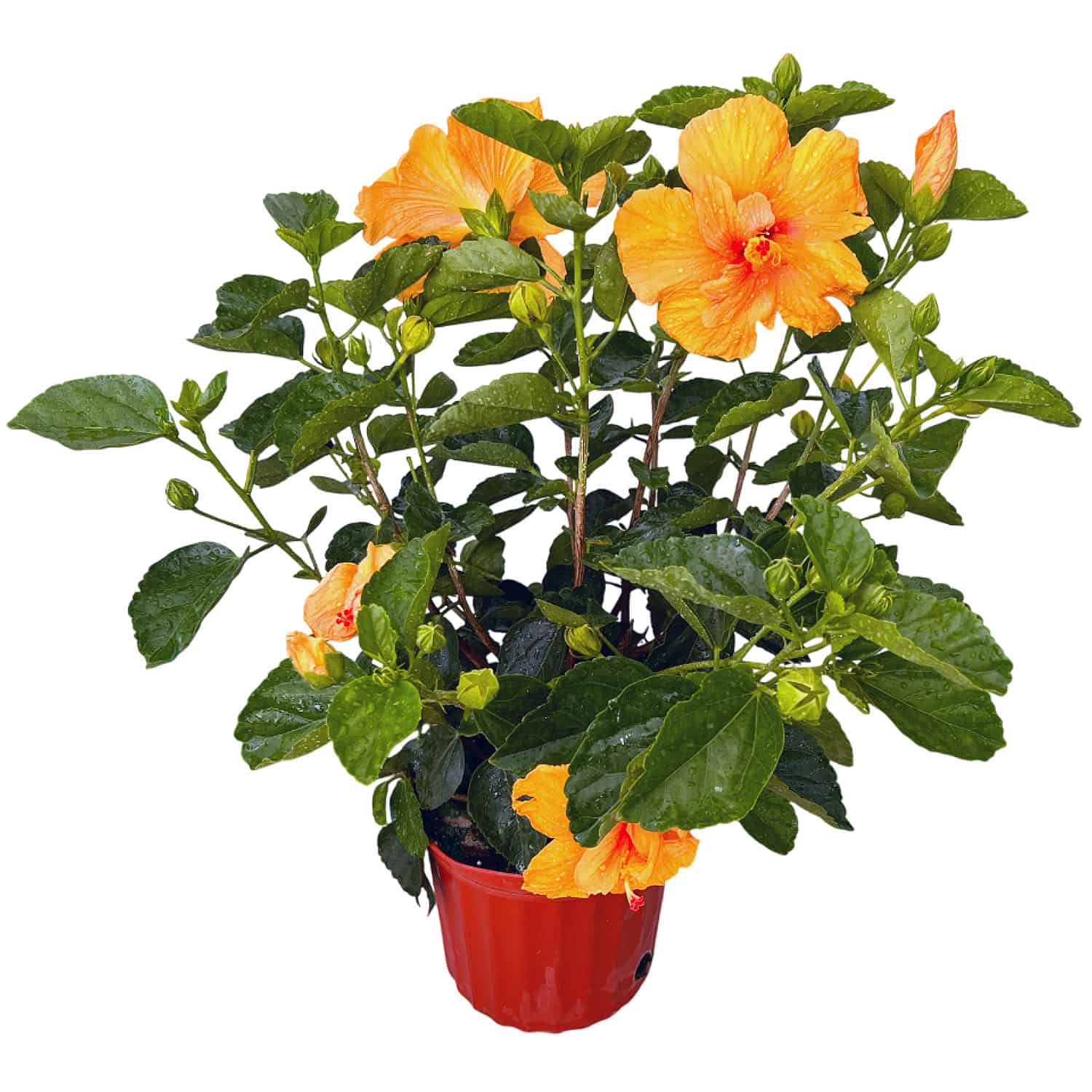 Mango Hibiscus Bush for Sale | Buy Mango Hibiscus Plants (3 Gallon ...