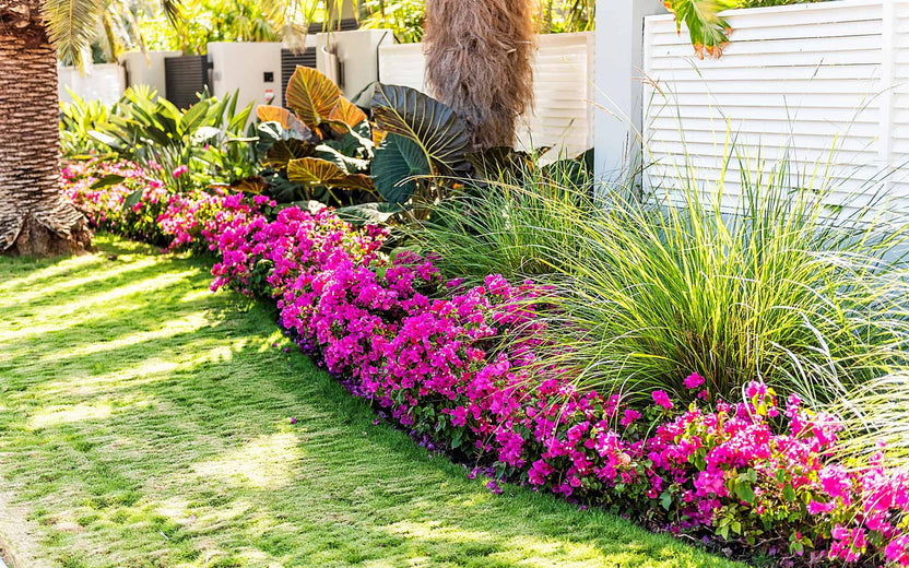 Zone 9 Plants | Tropical & Flowering Plants for Sale – Tropical Plants ...