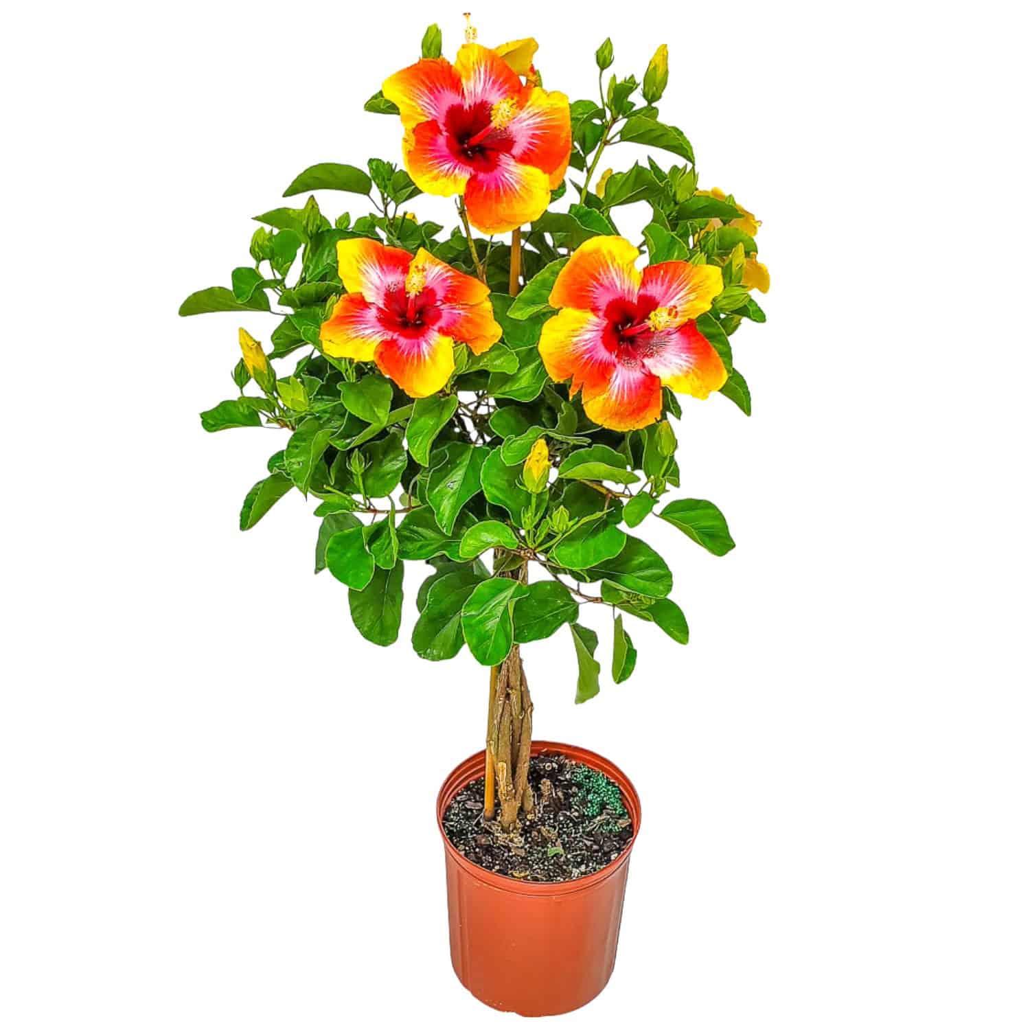 Fiesta Hibiscus Tree for Sale | Buy Braided Hibiscus Trees (3 Gallon ...