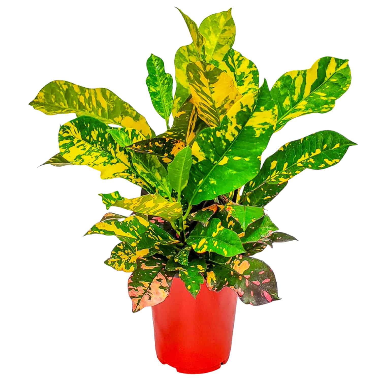 Croton Magnificent Plant for Sale – Multicolored Tropical Foliage ...