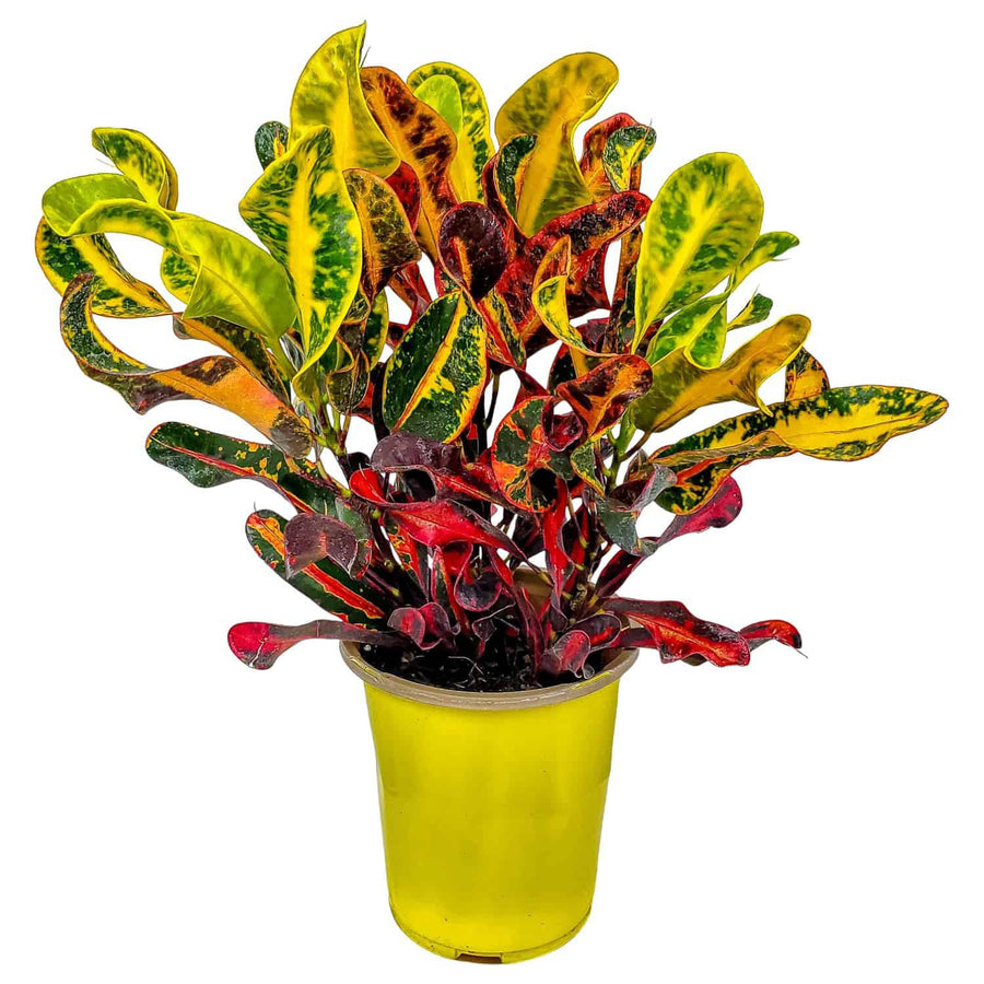 Croton Plants for Sale | Petra, Mammy & Magnificent Varieties ...