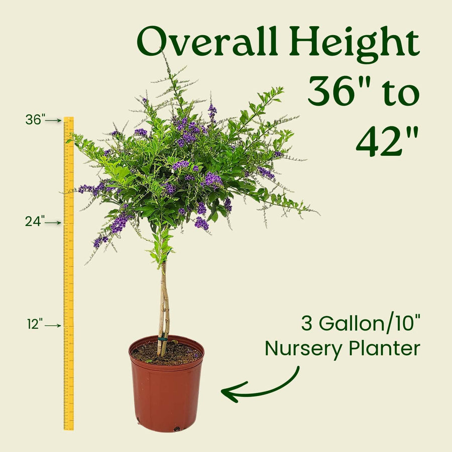 Sapphire Showers Duranta Tree for Sale | Duranta erecta Patio Tree ...