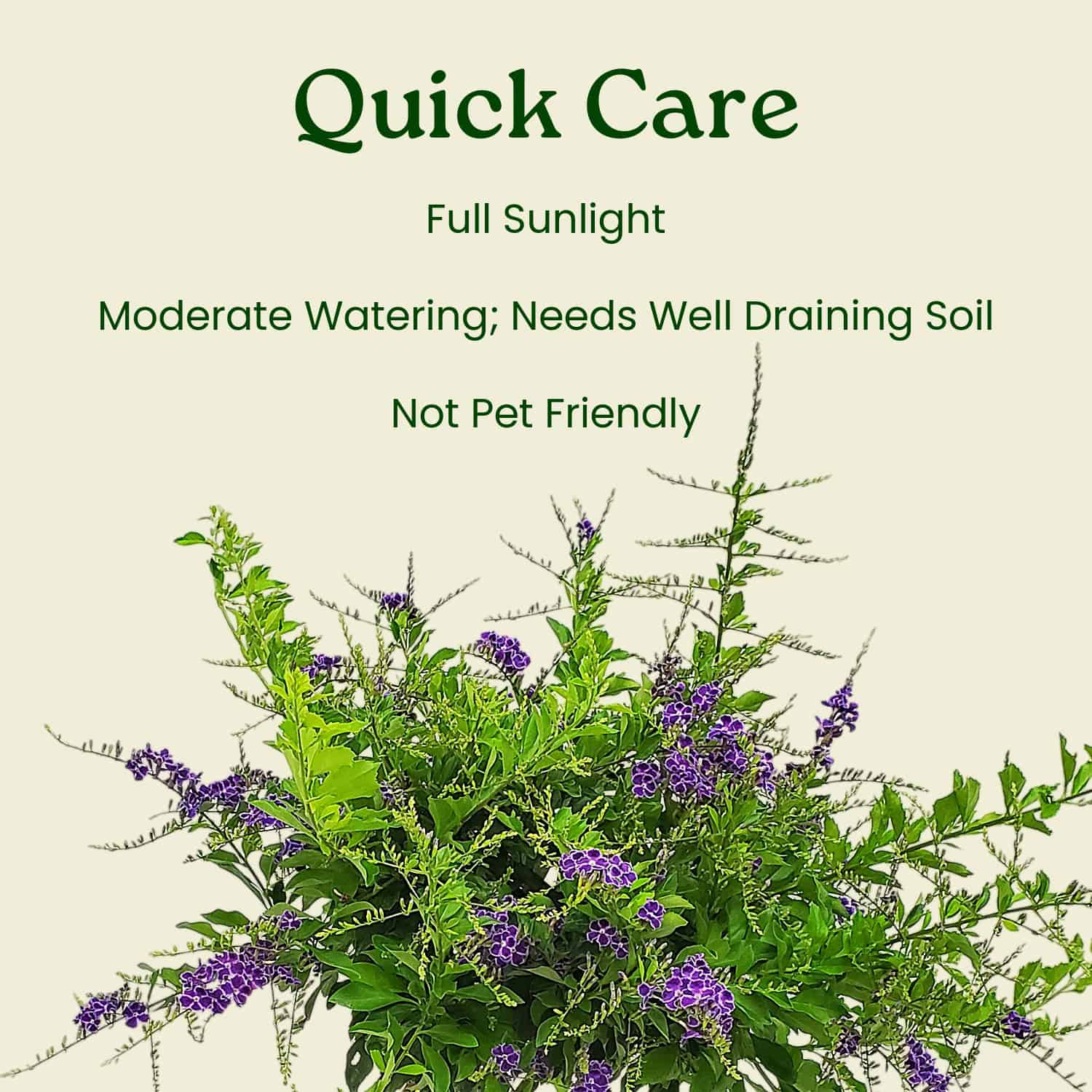Sapphire Showers Duranta Tree for Sale | Duranta erecta Patio Tree ...