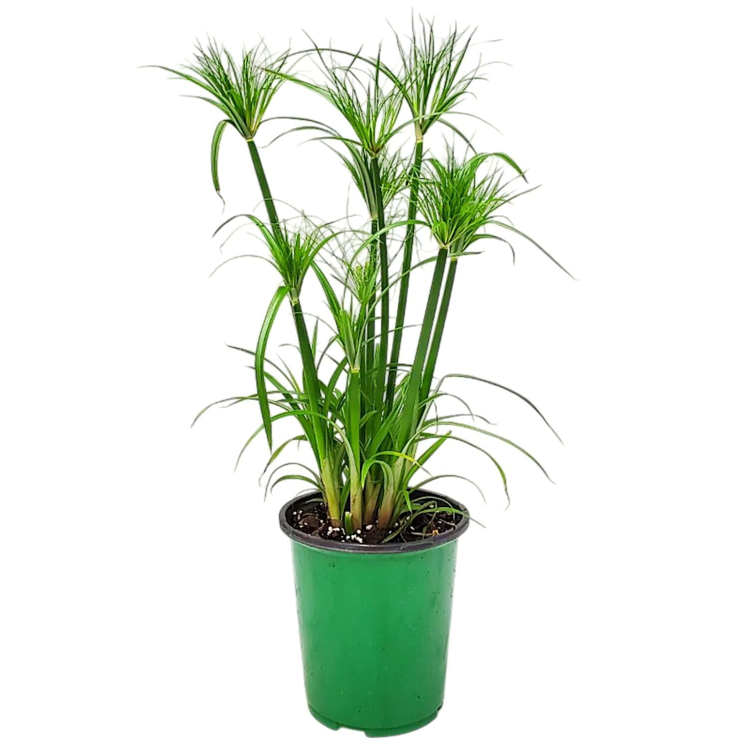 Dwarf Papyrus Little Tut – Papyrus Plant for Sale | Tropical Plants of ...