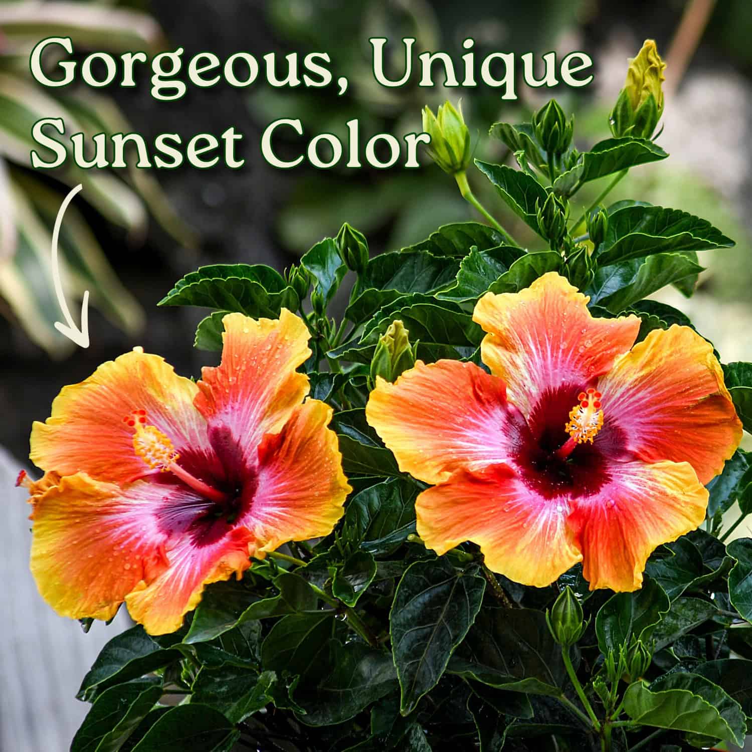 Fiesta Hibiscus Bush for Sale | Buy Fiesta Hibiscus Plants (1 & 3 ...