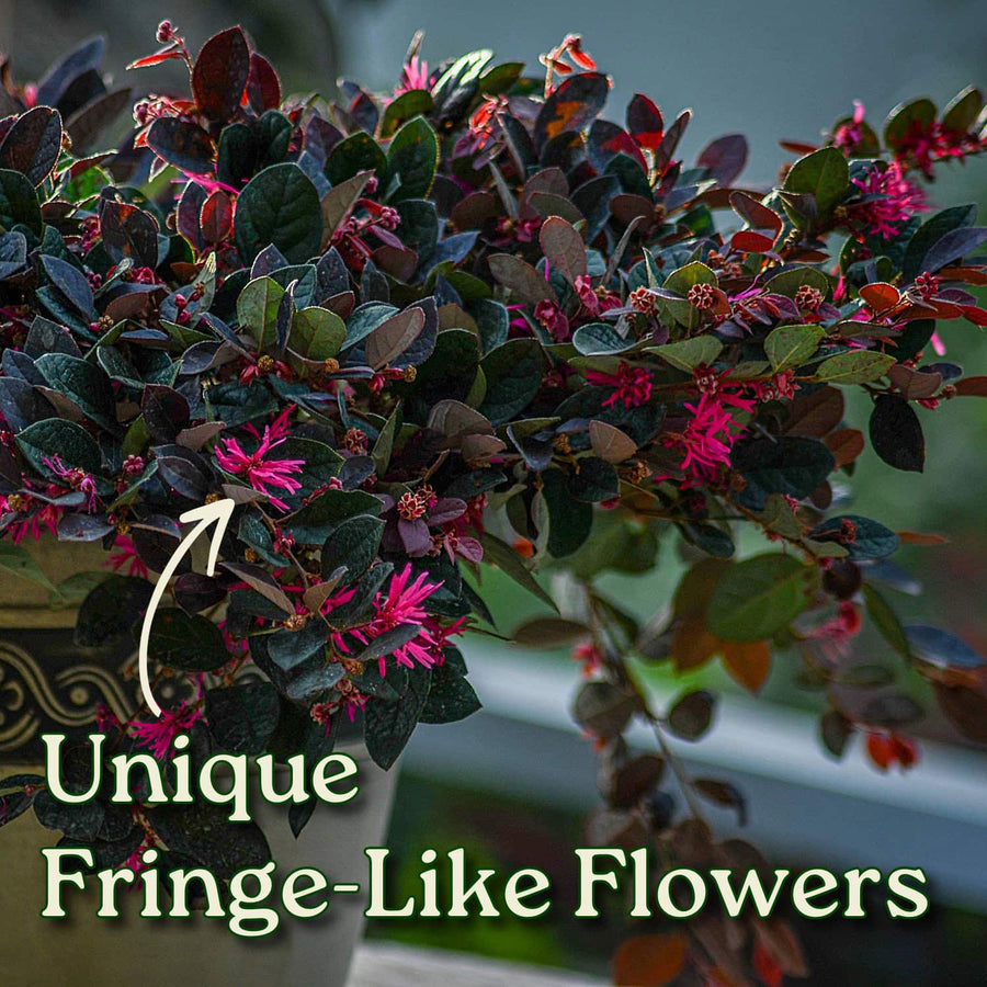 Loropetalum Plum Delight (Chinese Fringe Flower) for Sale | 3 Gallon ...