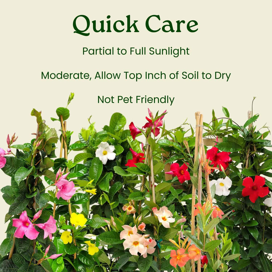 Orange Mandevilla Vine for Sale | Buy Orange Fired Up Mandevilla (1 & 3 ...