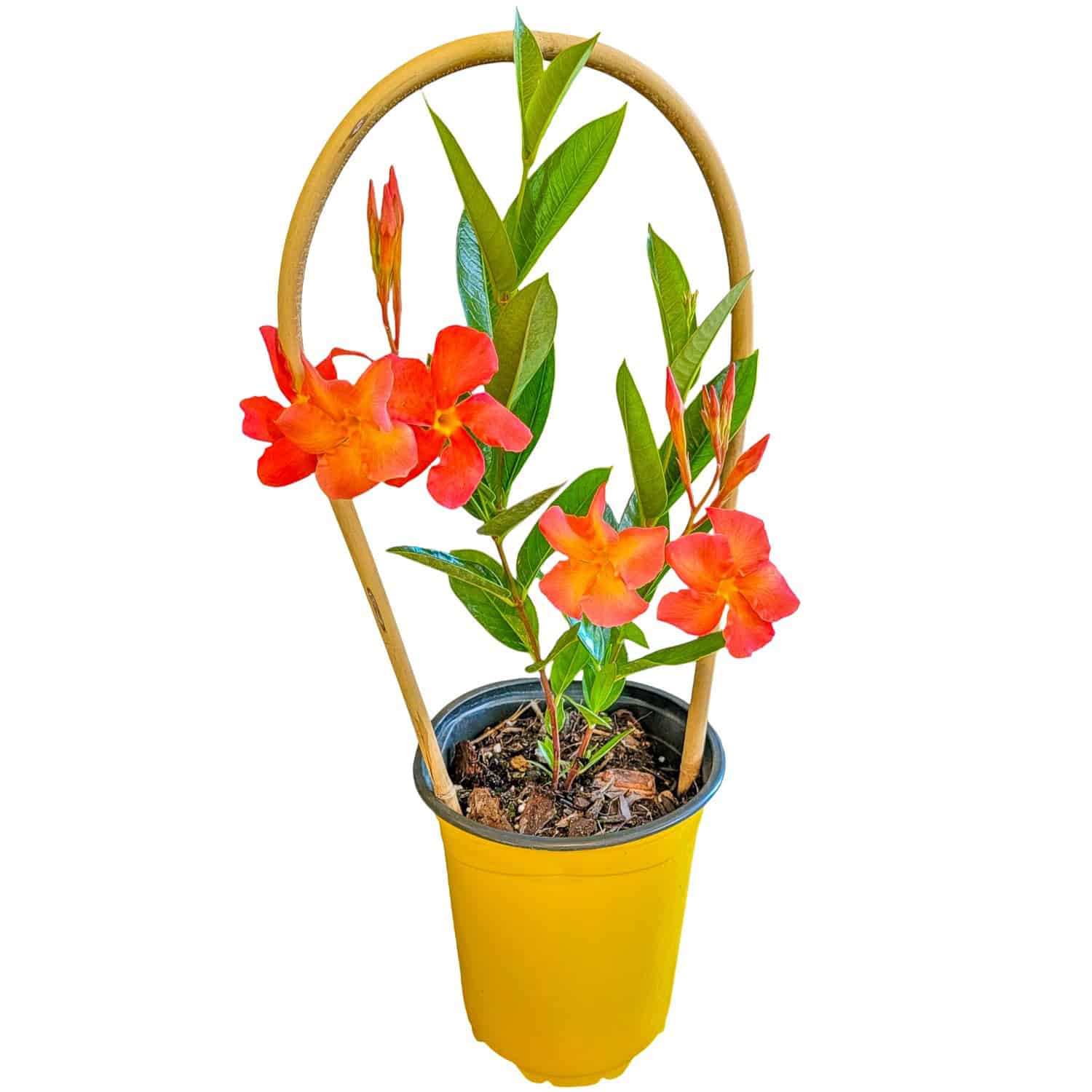 Orange Mandevilla Vine for Sale | Buy Orange Fired Up Mandevilla (1 & 3 ...