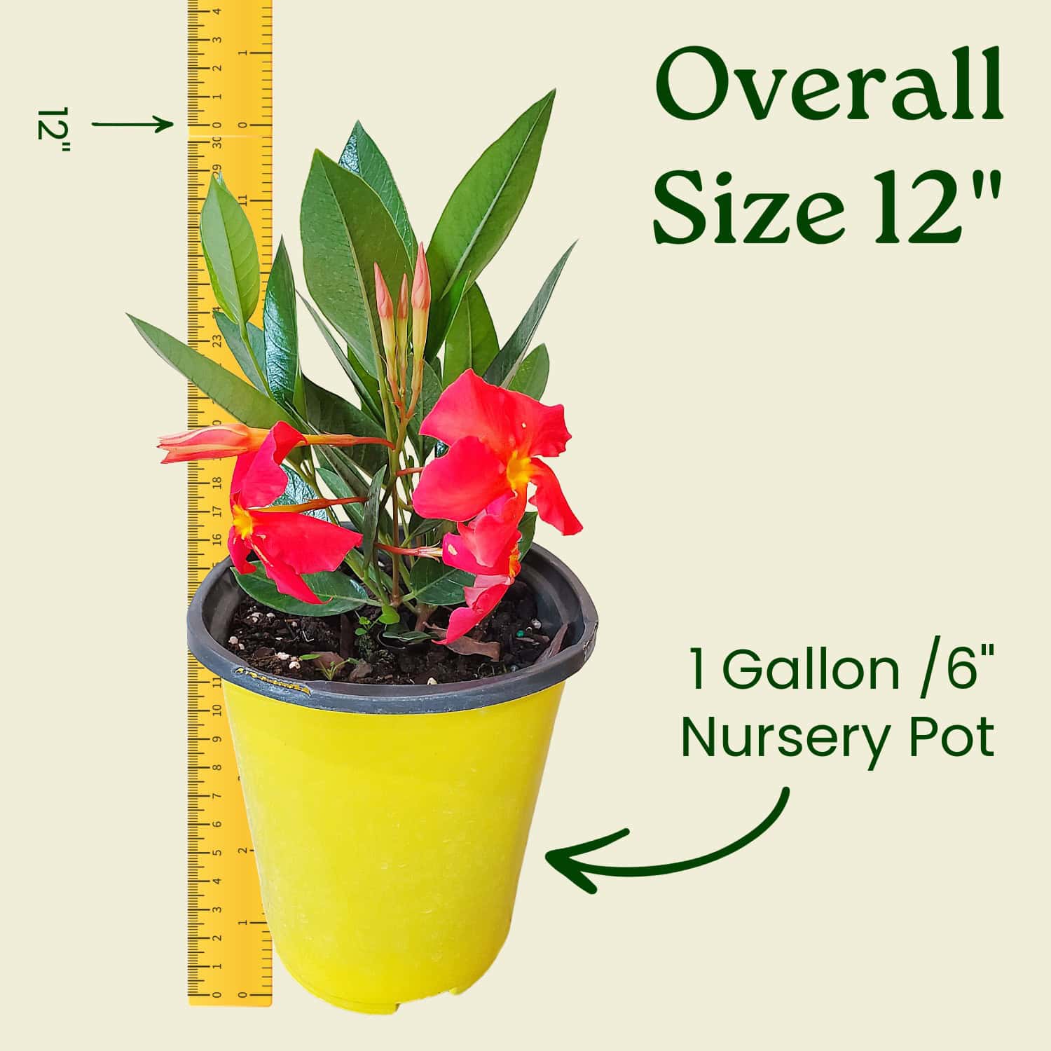 Orange Mandevilla Vine for Sale | Buy Orange Fired Up Mandevilla (1 & 3 ...