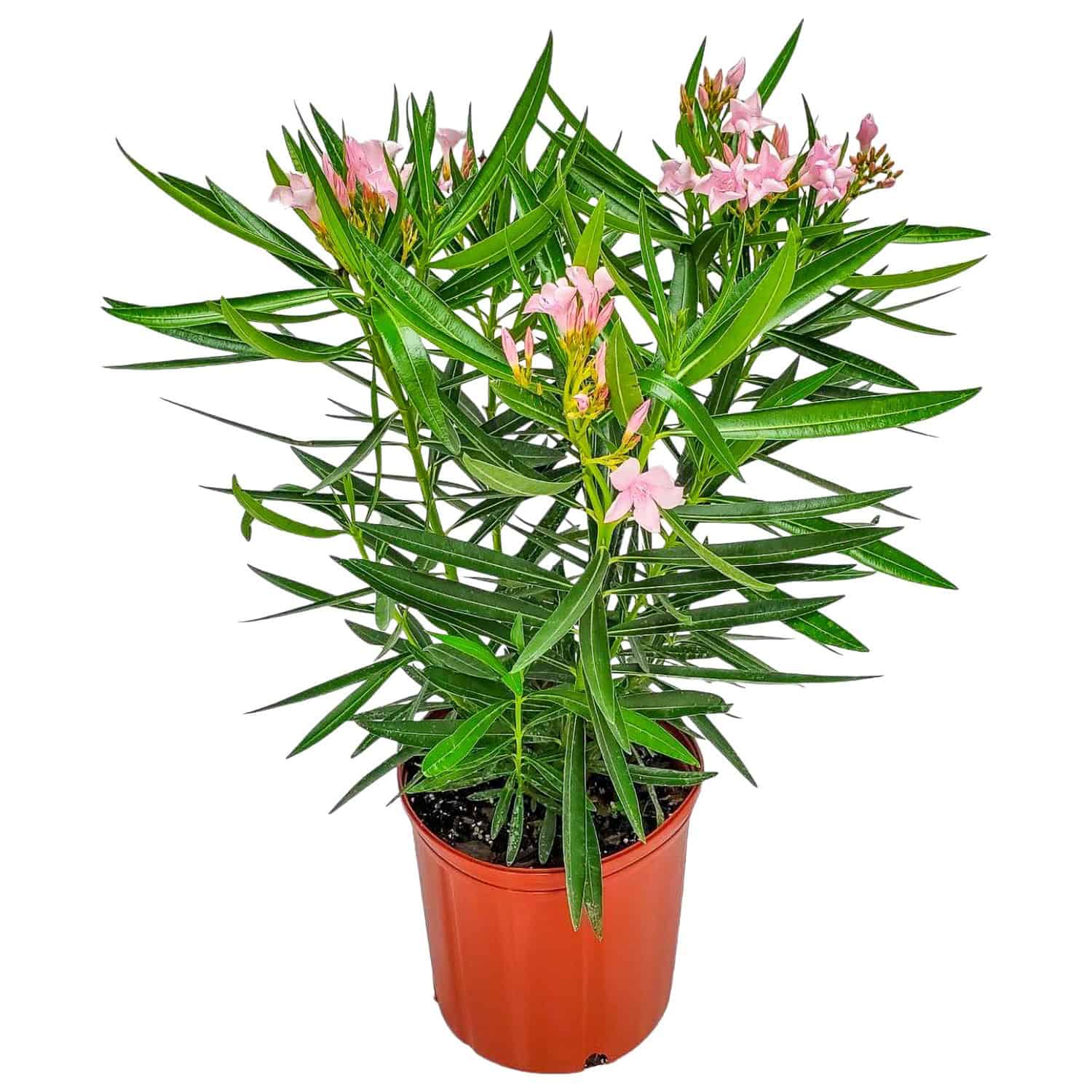 Petite Pink Oleander Plant for Sale | 3-Gallon Bush (24″–28 ...