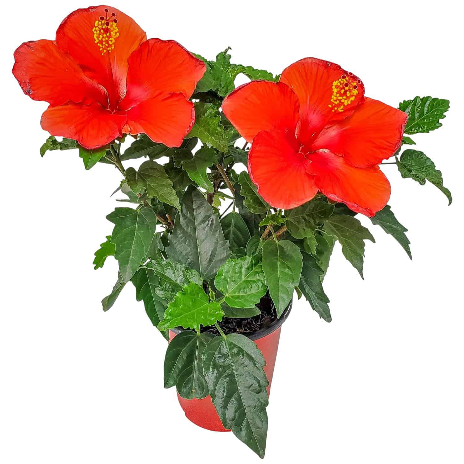President Red Hibiscus Bush for Sale | Buy Tropical Red Hibiscus Plants ...