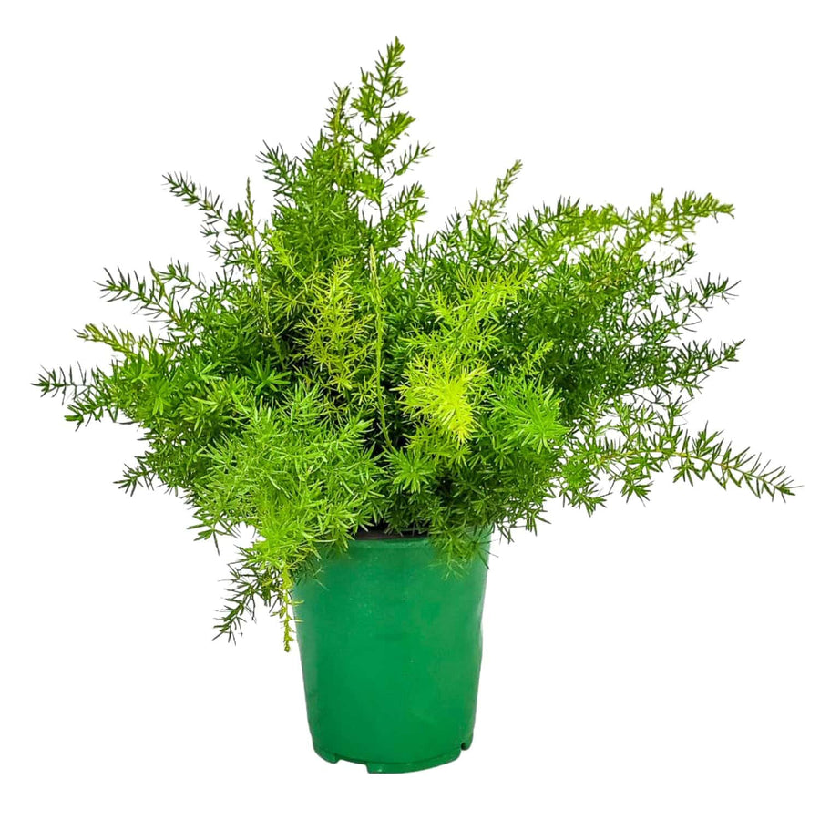 Partial Sun Plants | Best Plants for Partial Shade & Mixed Sunlight ...