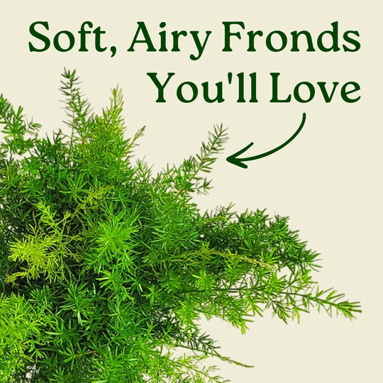 Partial Sun Plants | Best Plants for Partial Shade & Mixed Sunlight ...