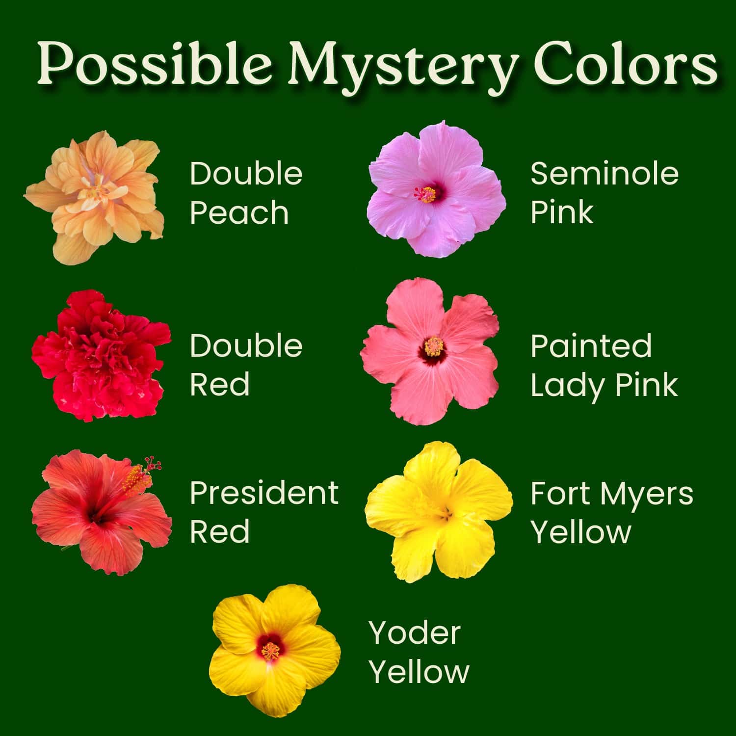 Multicolor Hibiscus Bush for Sale | Buy 3 Gallon Hibiscus Plants ...