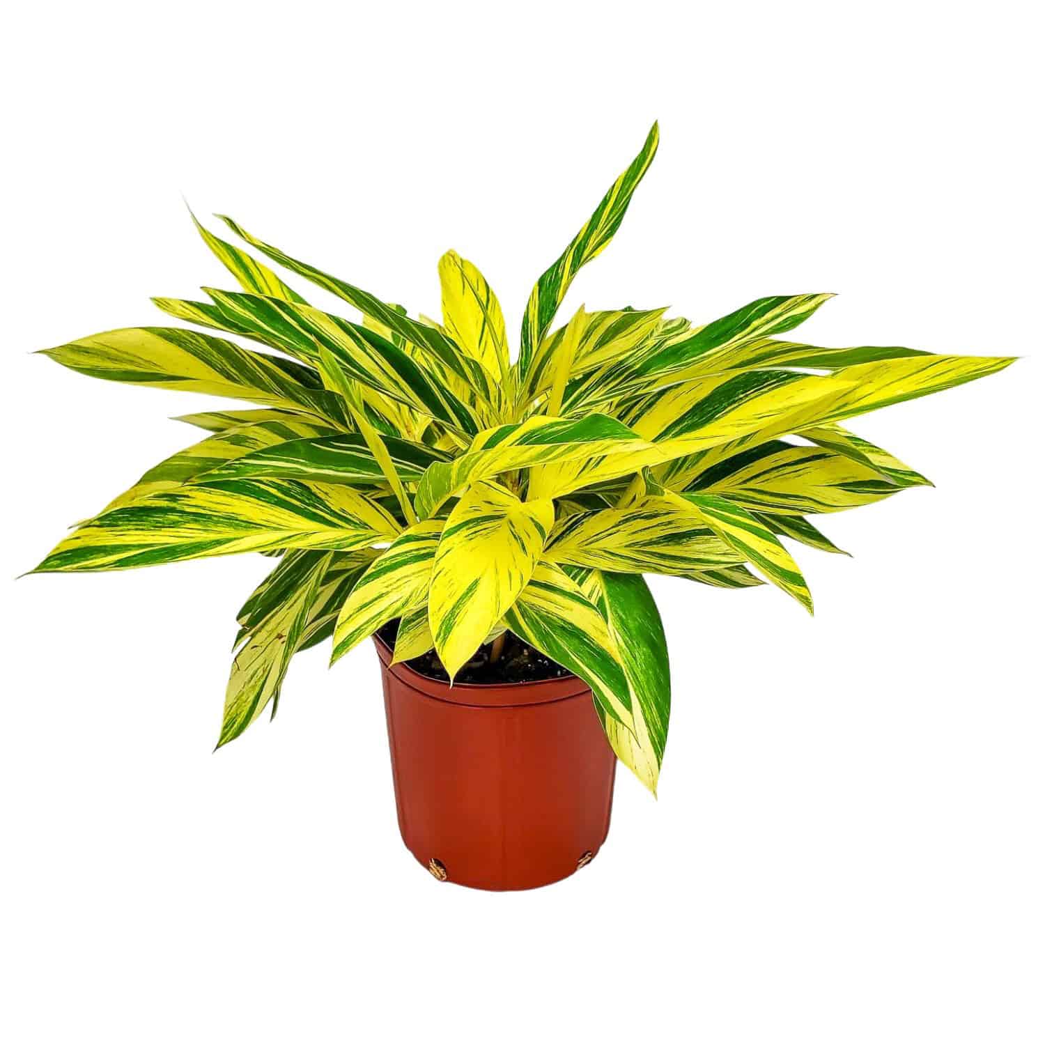 Variegated Ginger Plant for Sale | Alpinia zerumbet – Tropical Plants ...